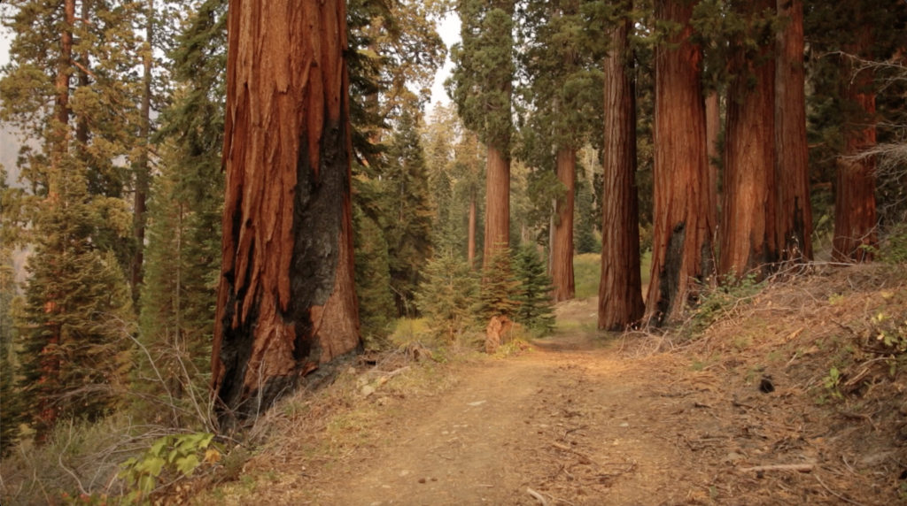 Ruth Maclennan, Treeline, 2021 - Whitechapel Gallery
