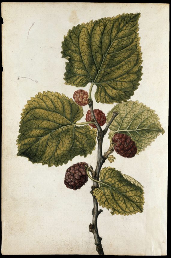 The Bethnal Green Mulberry Tree - Whitechapel Gallery